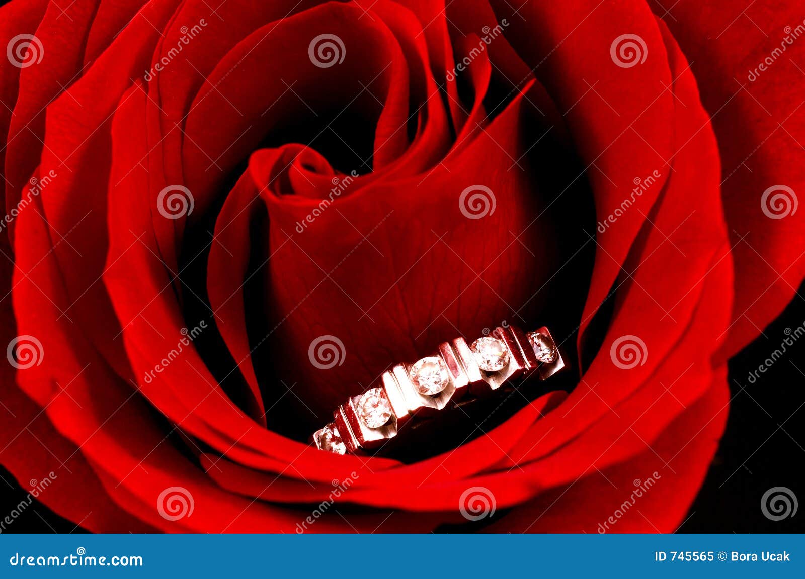 Diamond ring in red rose stock image. Image of depth, gold - 745565