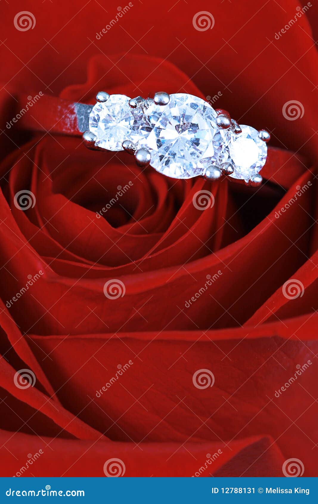 Diamond ring in rose stock image. Image of marry, jewelry - 12788131