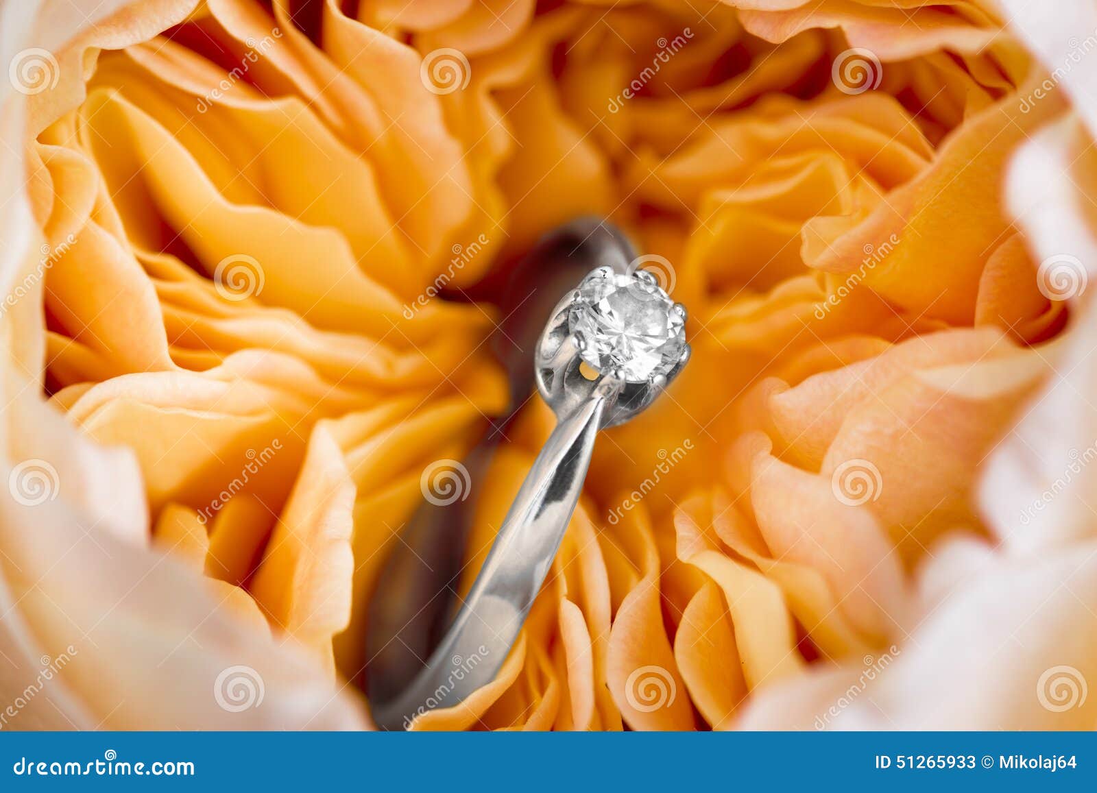Diamond ring in a rose stock image. Image of precious - 51265933
