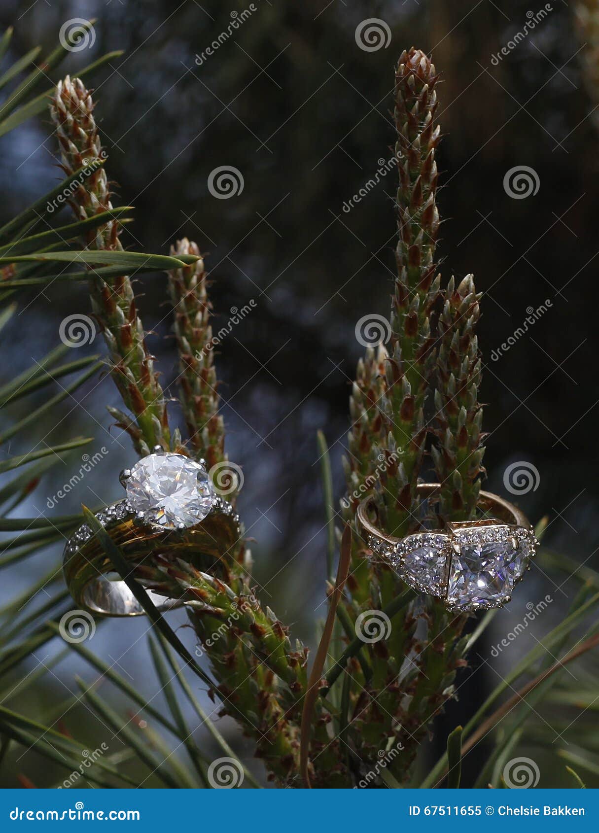 Diamond Rings Set on Pine Tree Stock Image - Image of branch, romance ...