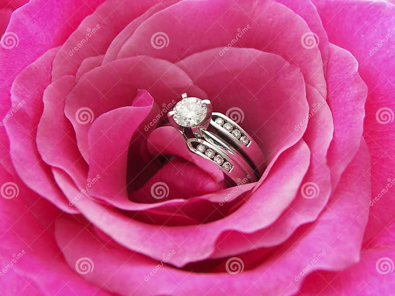 Diamond Rose stock image. Image of romantic, flora, romance - 1721095