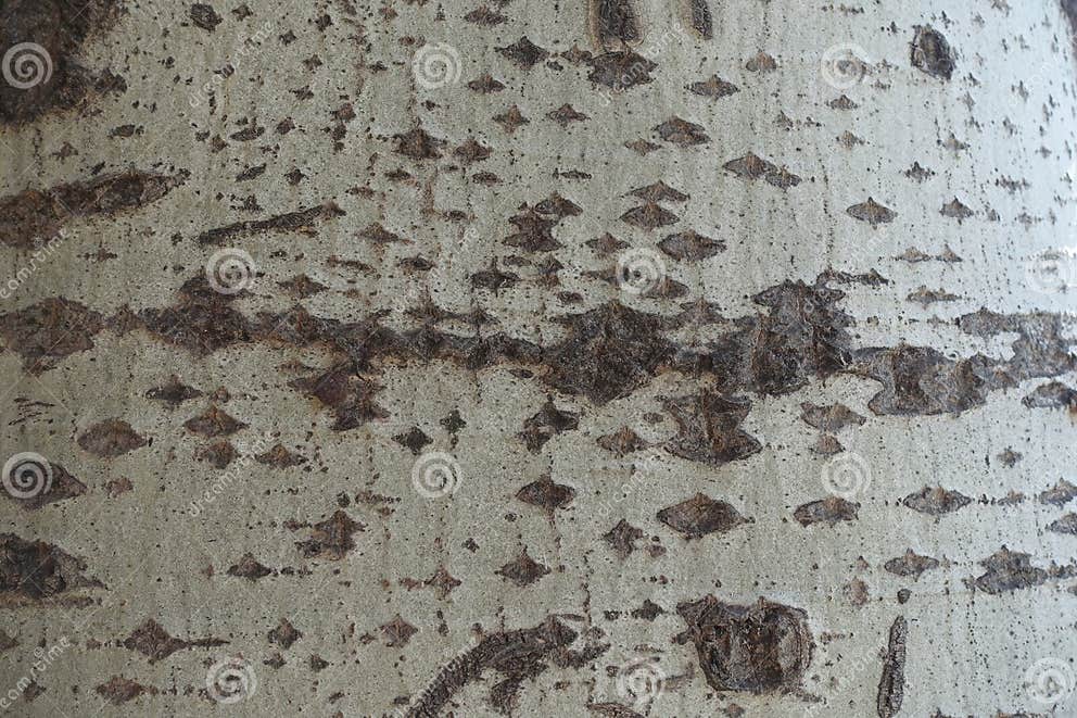 Diamond Shaped Marks on Light Grey Bark of Silver Poplar Stock Image ...