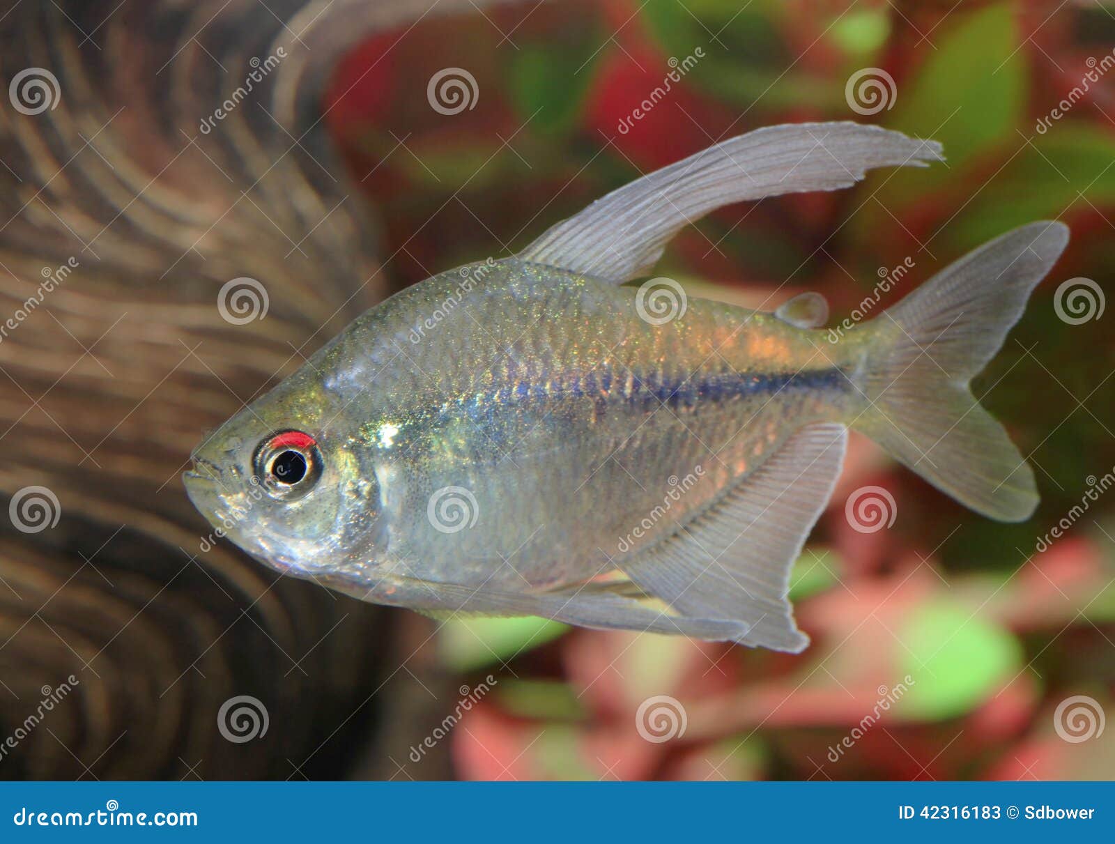Diamond Tetra Swimming in an Aquarium Stock Image - Image of fish ...