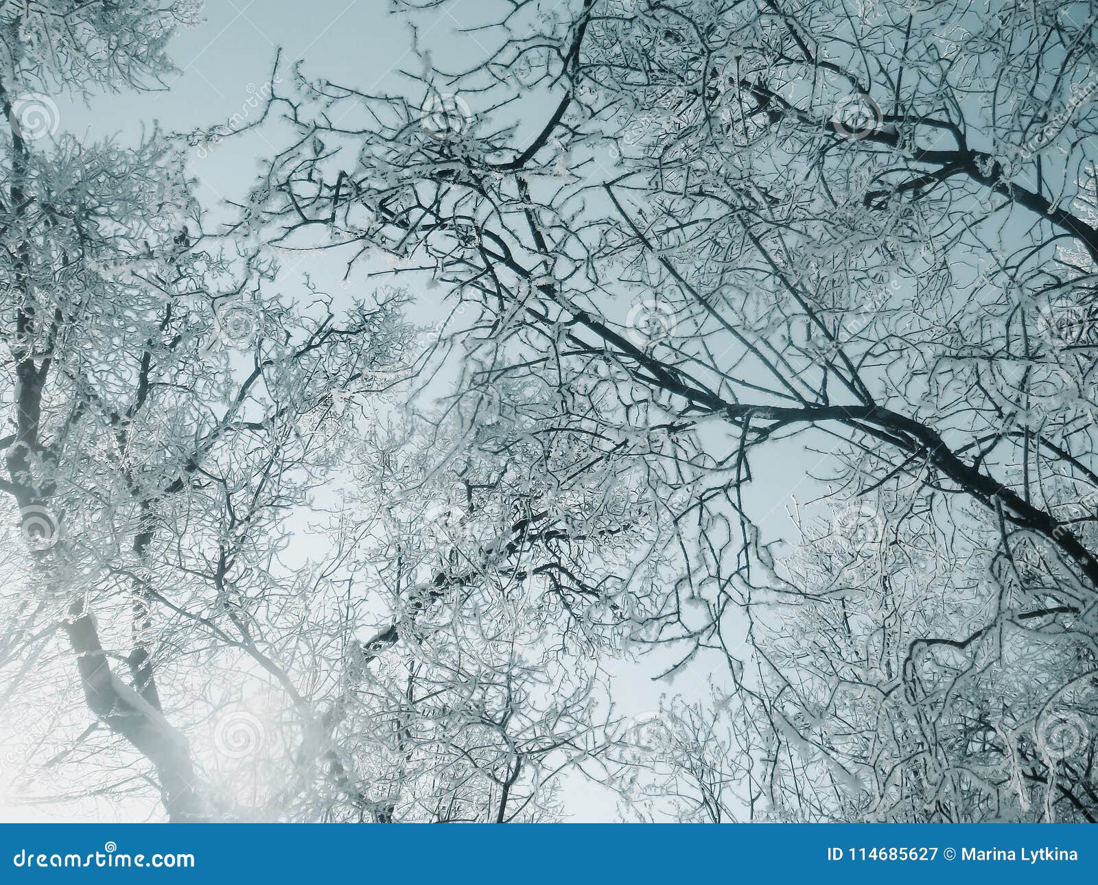 Diamond Trees are Shining Under the Sun Stock Image - Image of diamond ...