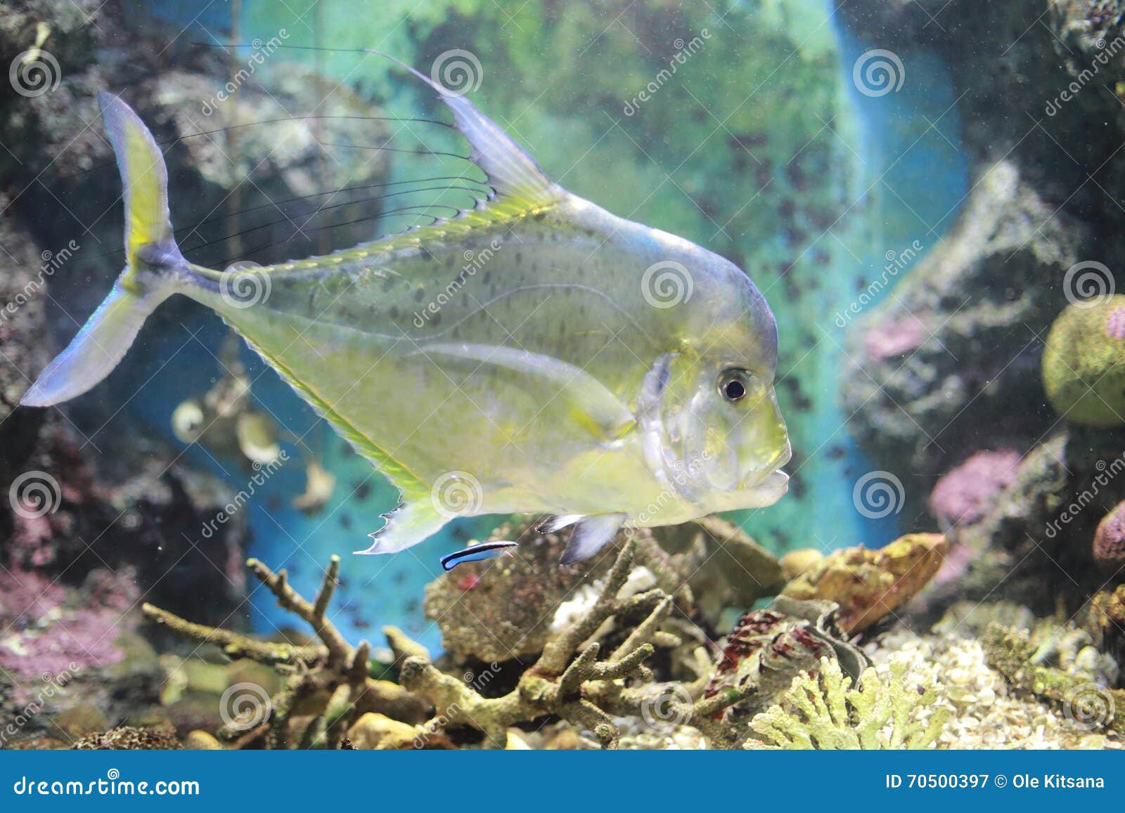 Diamond Trevally stock image. Image of diamond, local - 70500397
