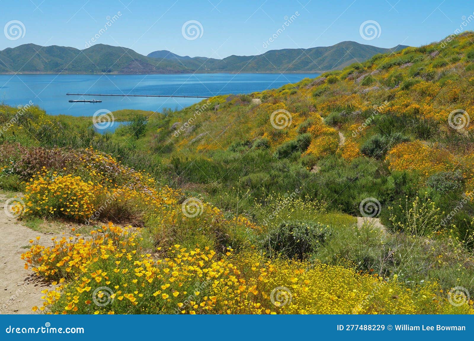 Diamond Valley Lake Hillside with Wildflowers Stock Image - Image of ...