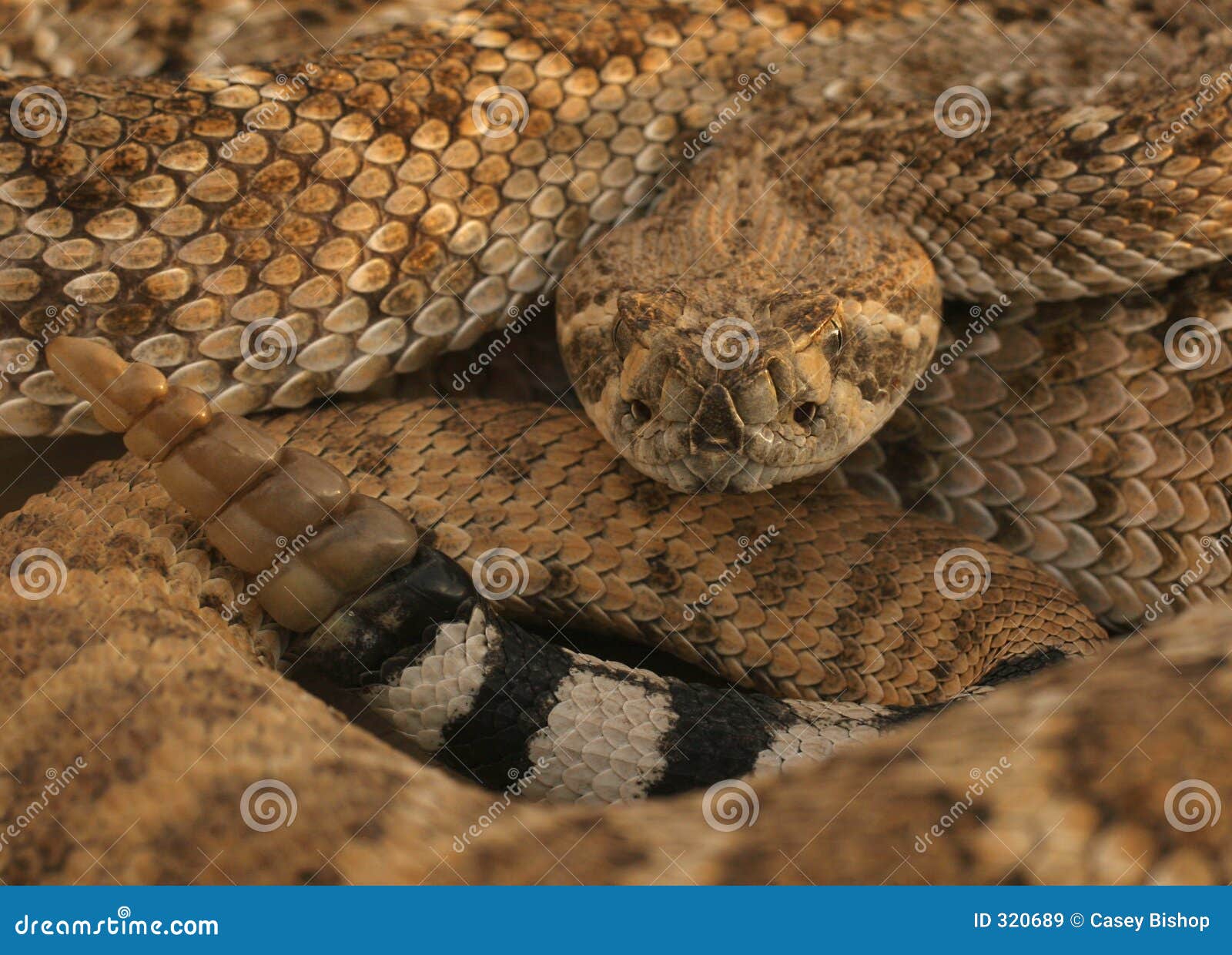 Diamondback - 3 stock image. Image of biology, serpent - 320689