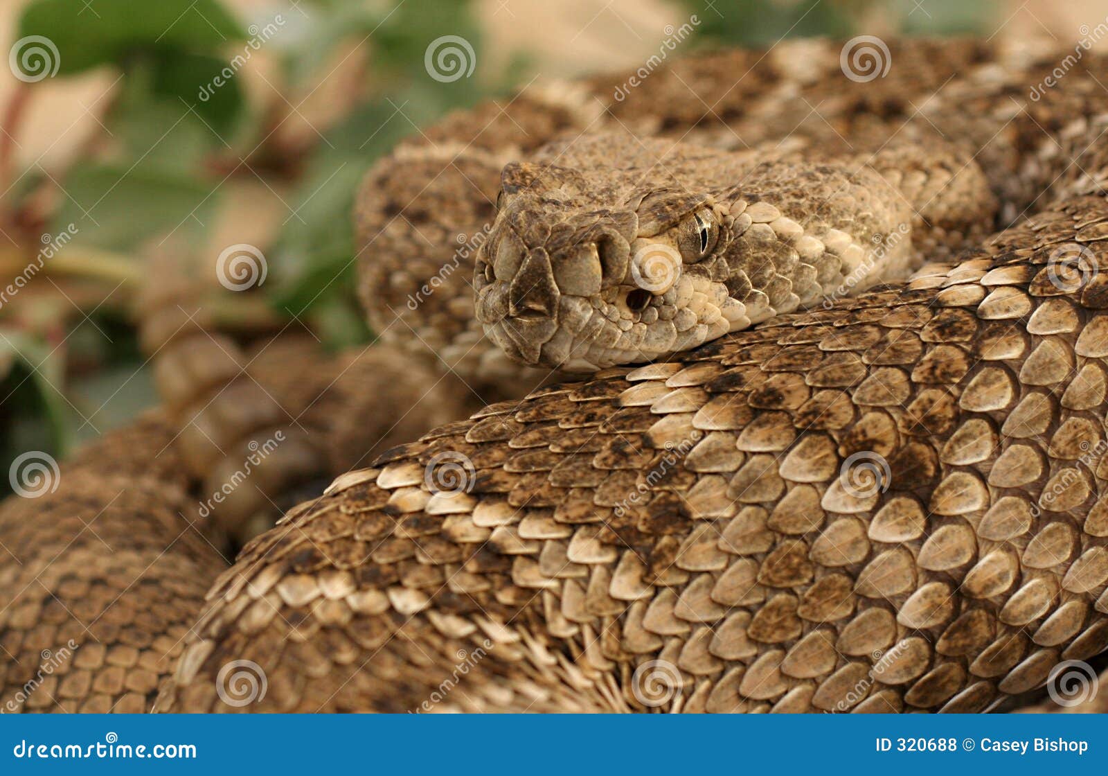 Diamondback - 4 stock photo. Image of scales, coontail - 320688