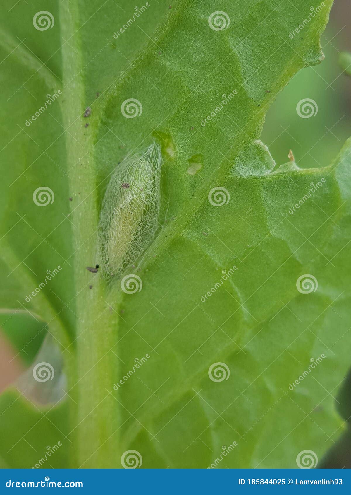 Pupa of Diamondback Moth Eating Cabbage in Viet Nam. Stock Image ...