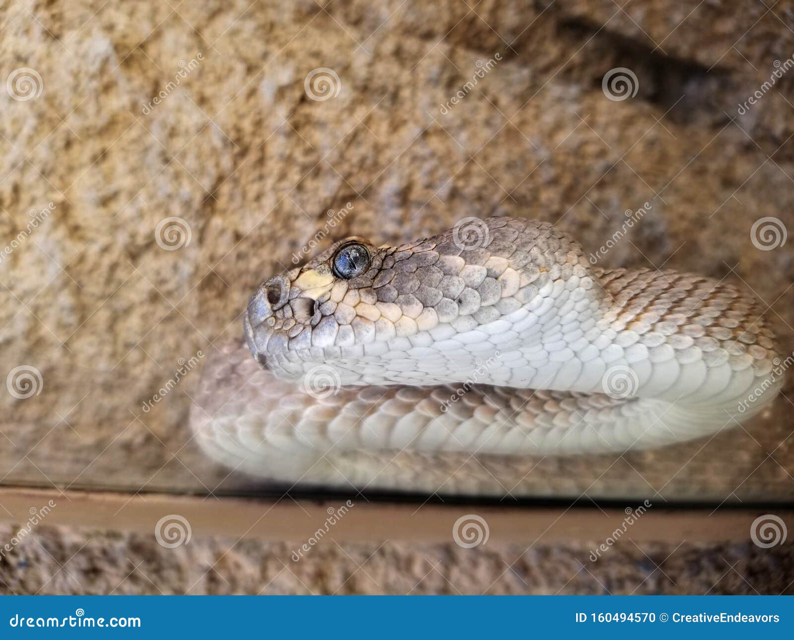 Eastern Diamondback Rattlesnake Head