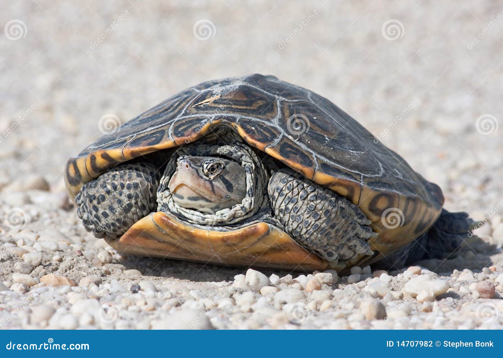 Diamondback Terrapin stock photo. Image of wildlife, reptiles - 14707982