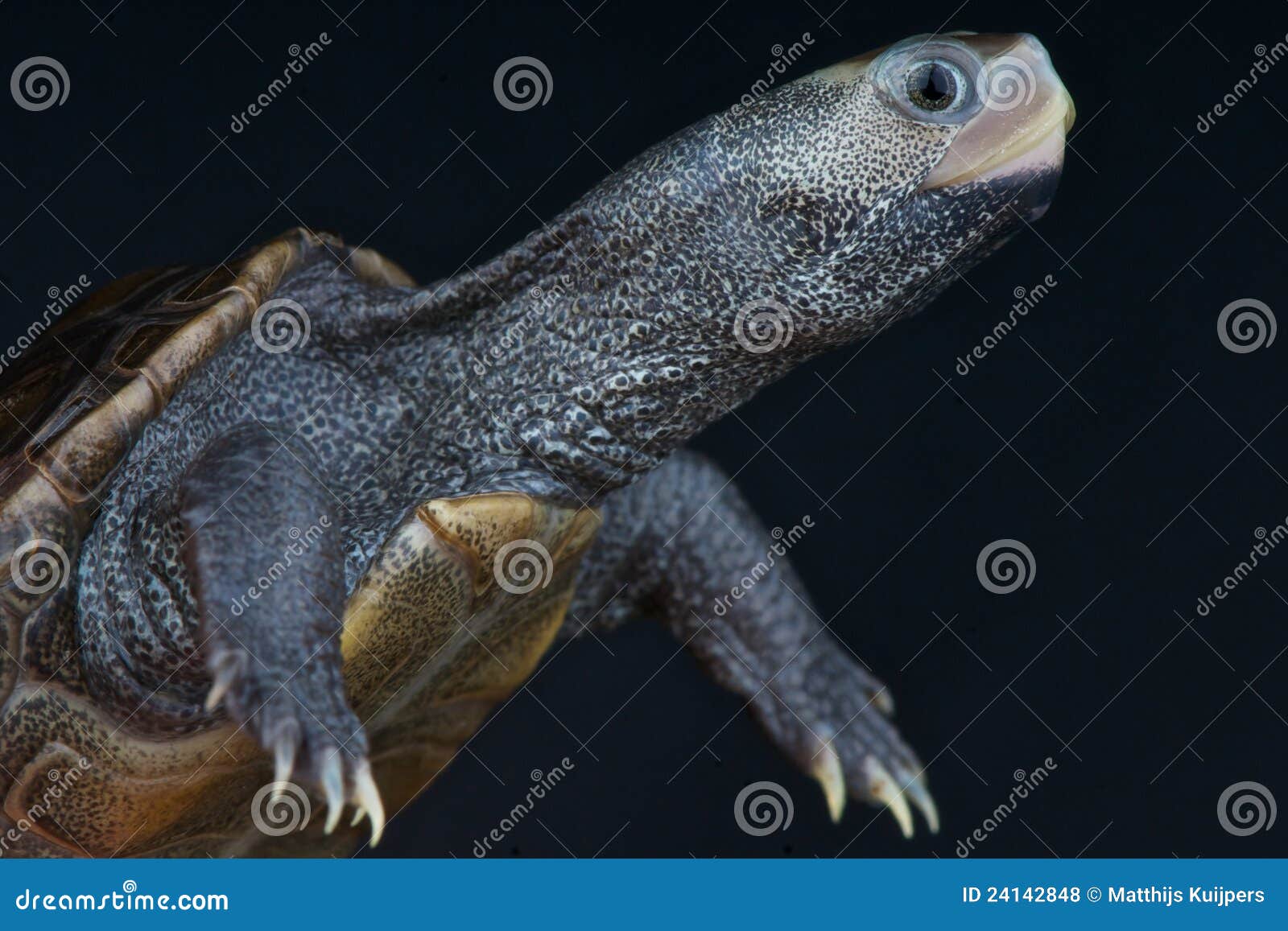 Diamondback terrapin stock photo. Image of turtle, maryland - 24142848