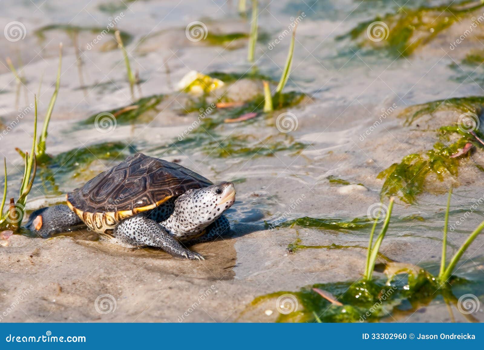 Diamondback Terrapin stock photo. Image of environmental - 33302960