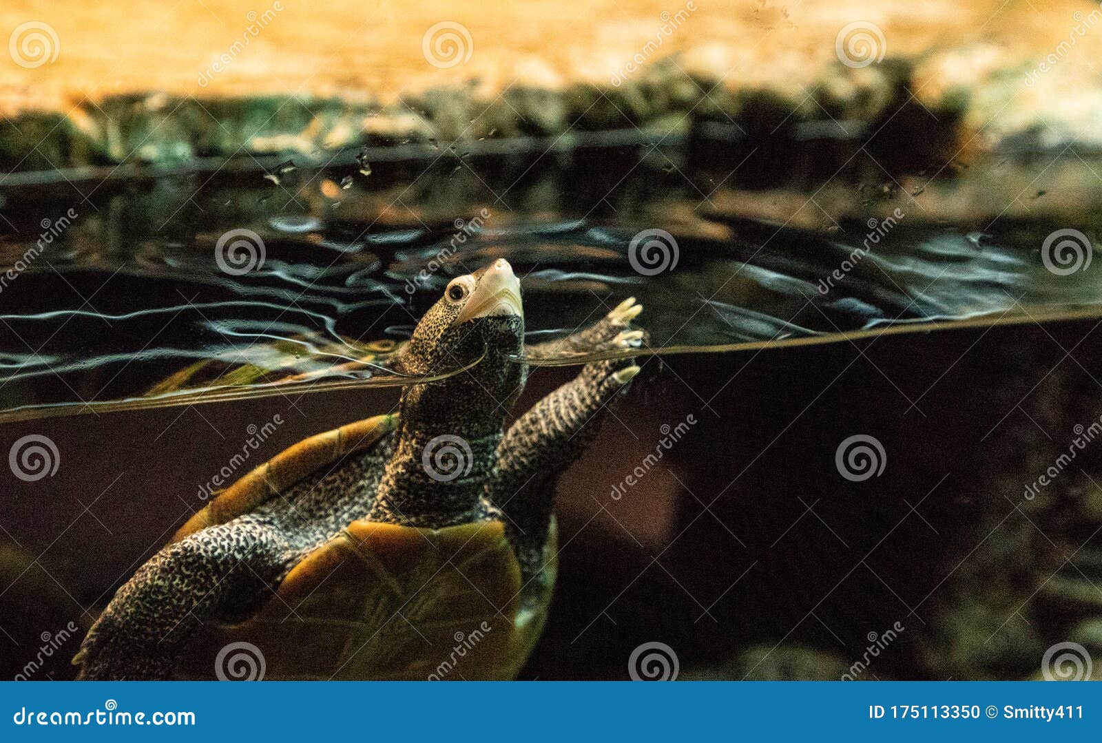 Diamondback Terrapin Malaclemys Terrapin Turtle Stock Photo - Image of ...