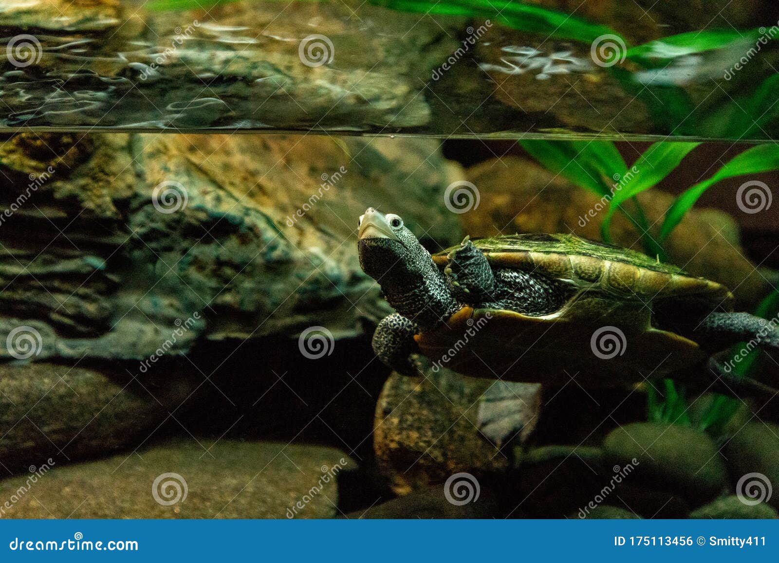Diamondback Terrapin Malaclemys Terrapin Turtle Stock Photo - Image of ...