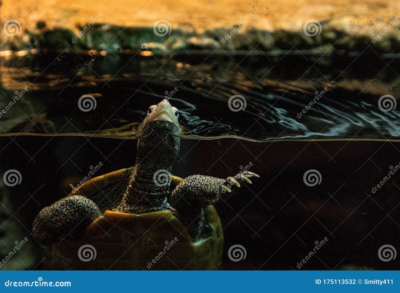 Diamondback Terrapin Malaclemys Terrapin Turtle Stock Photo - Image of ...