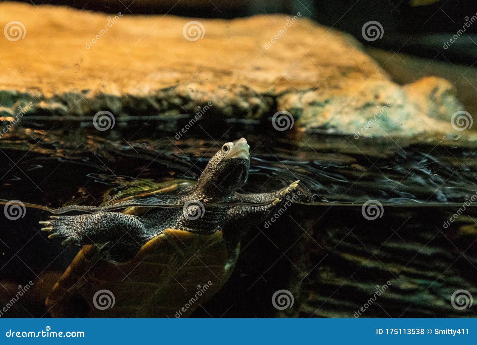Diamondback Terrapin Malaclemys Terrapin Turtle Stock Photo - Image of ...