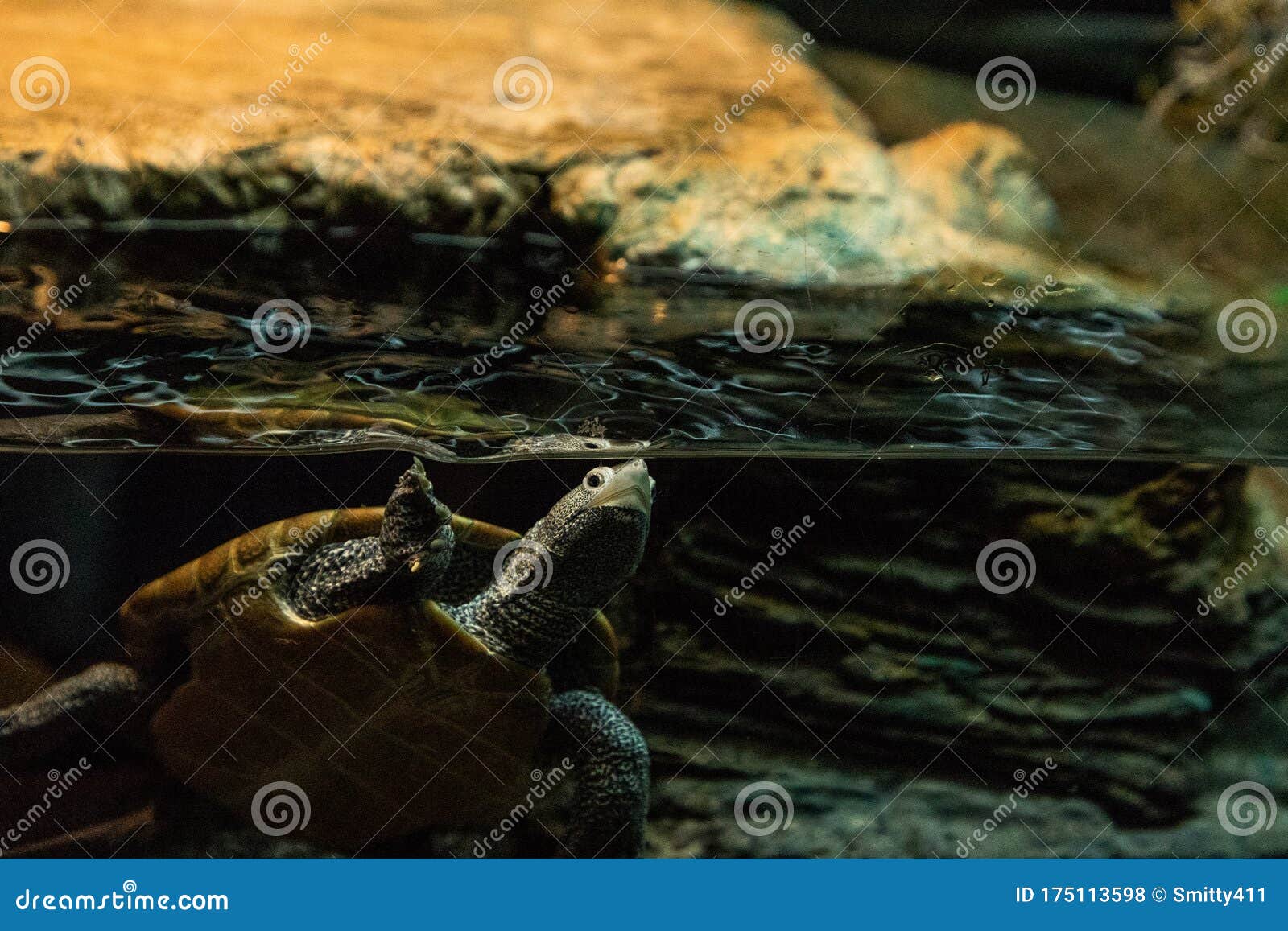 Diamondback Terrapin Malaclemys Terrapin Turtle Stock Photo - Image of ...