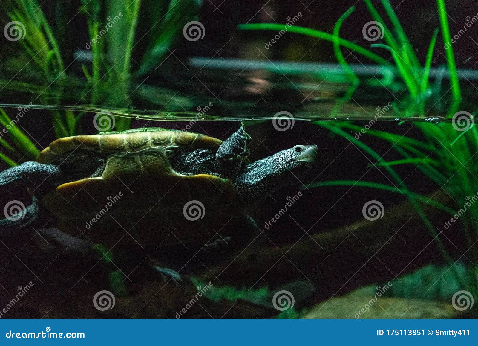 Diamondback Terrapin Malaclemys Terrapin Turtle Stock Image - Image of ...