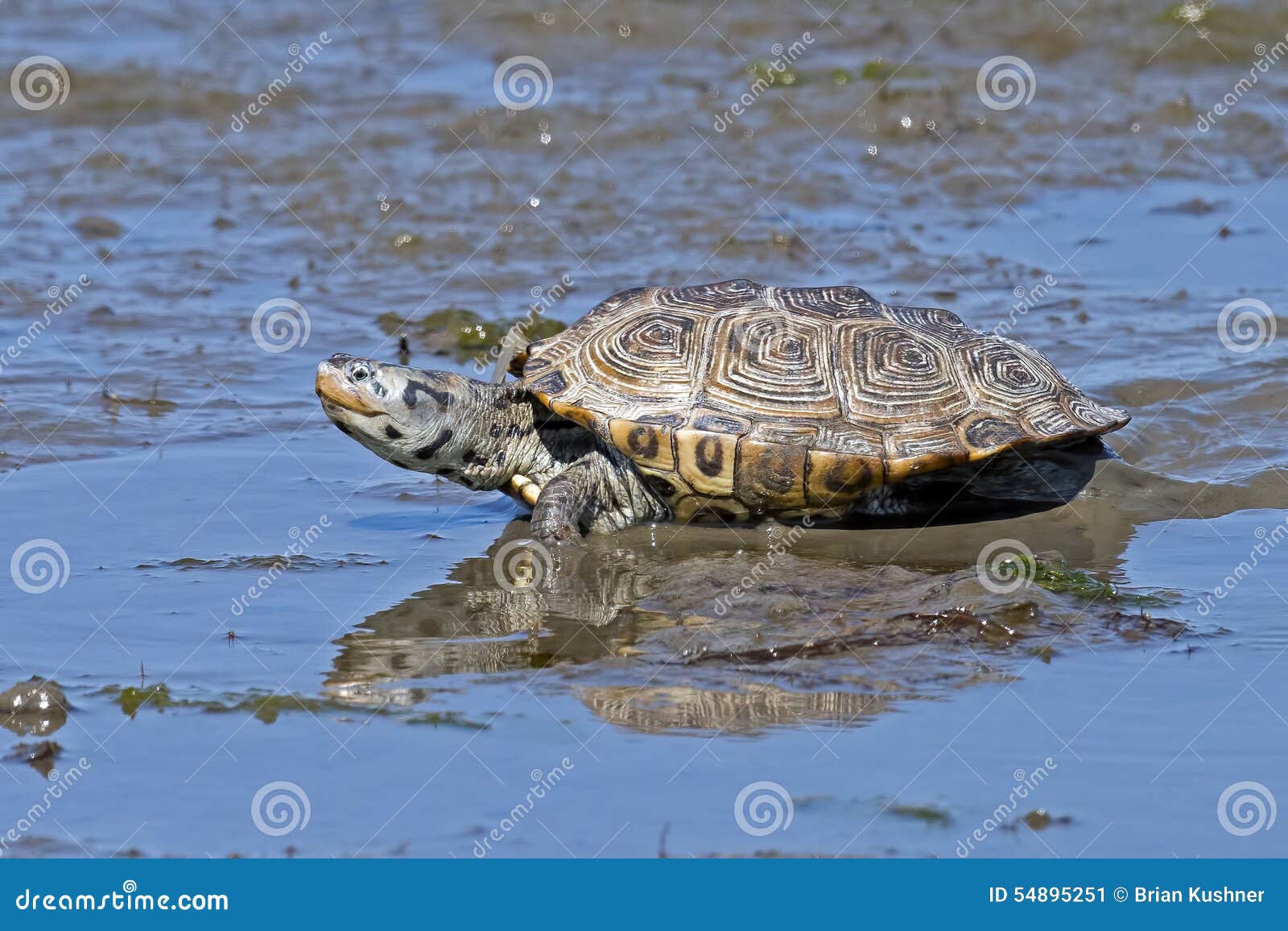 Diamondback Terrapin in Marsh Stock Image - Image of diamondback ...