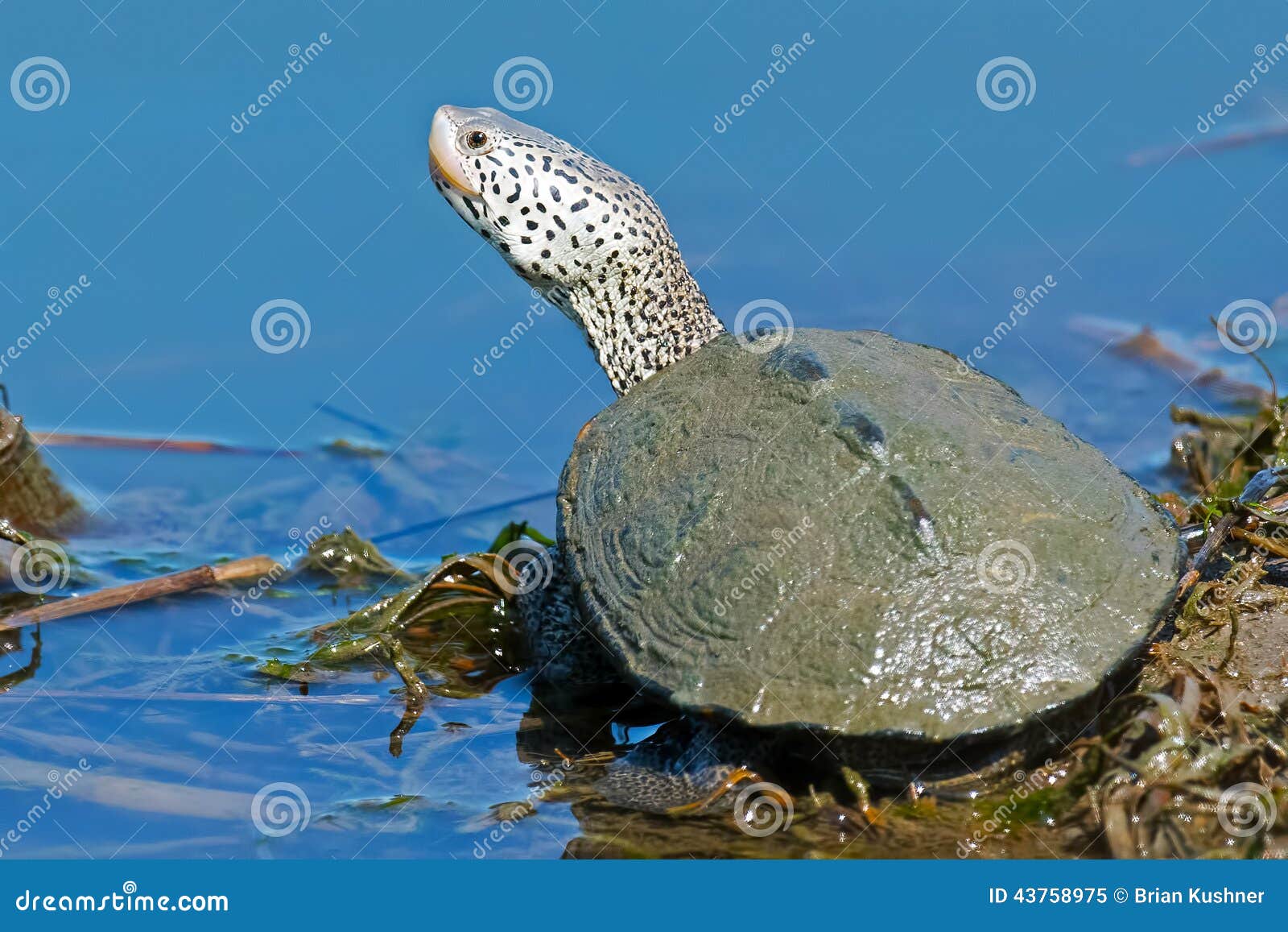 Diamondback Terrapin s stock image. Image of marsh, rocks - 43758975