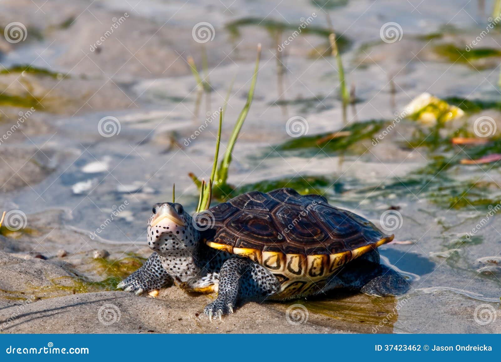 Diamondback Terrapin stock photo. Image of ecology, east - 37423462