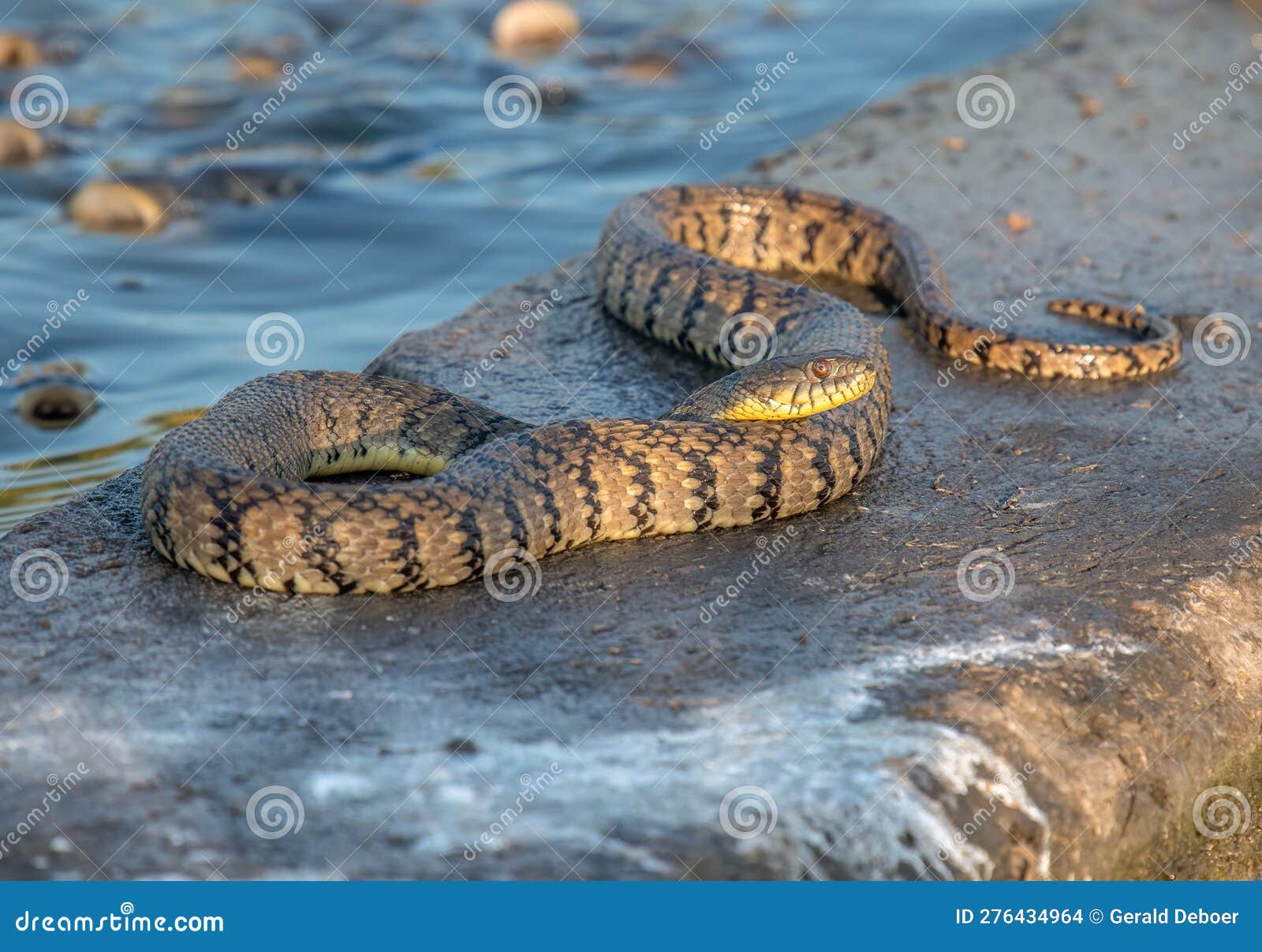 Black Diamond Water Snake