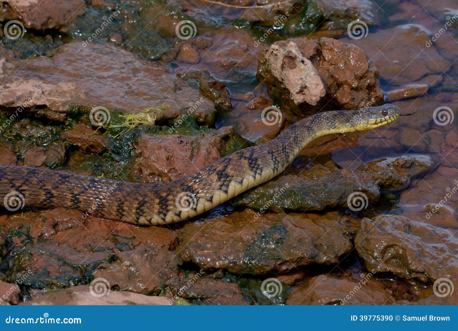 Diamondback watersnake stock photo. Image of diamond - 39775390