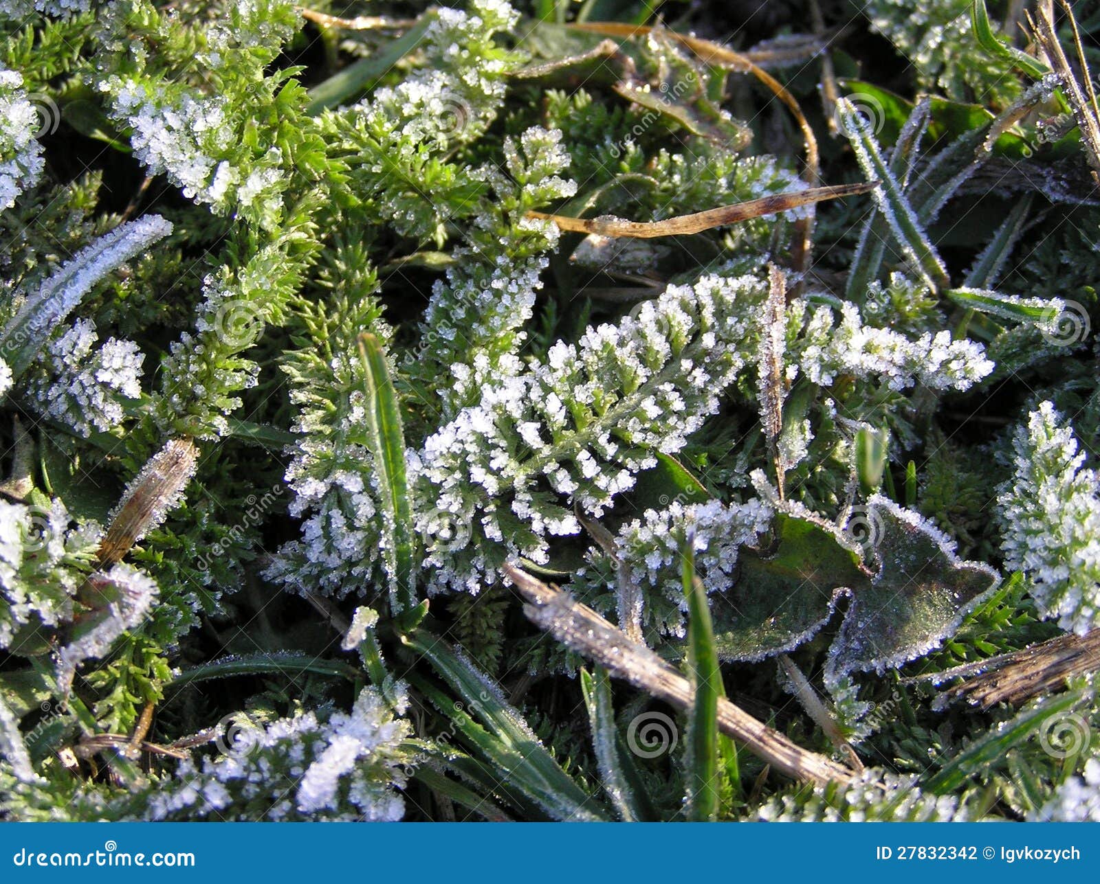 Diamonds Scattering of a Frost Stock Photo - Image of hoarfrost, yarrow ...