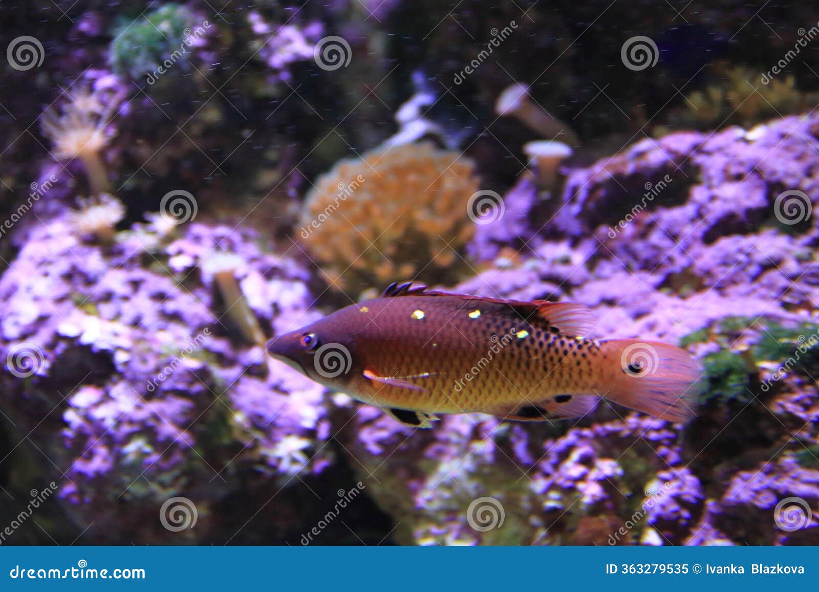 Red Diana Hogfish Stock Photo | CartoonDealer.com #46006032