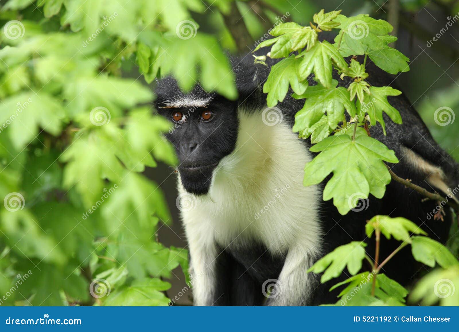 Diana Monkey Royalty-Free Stock Photography | CartoonDealer.com #5221103