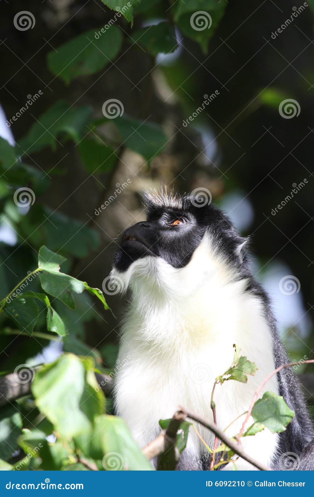 Diana Monkey stock photo. Image of guenon, diana, offspring - 6092210