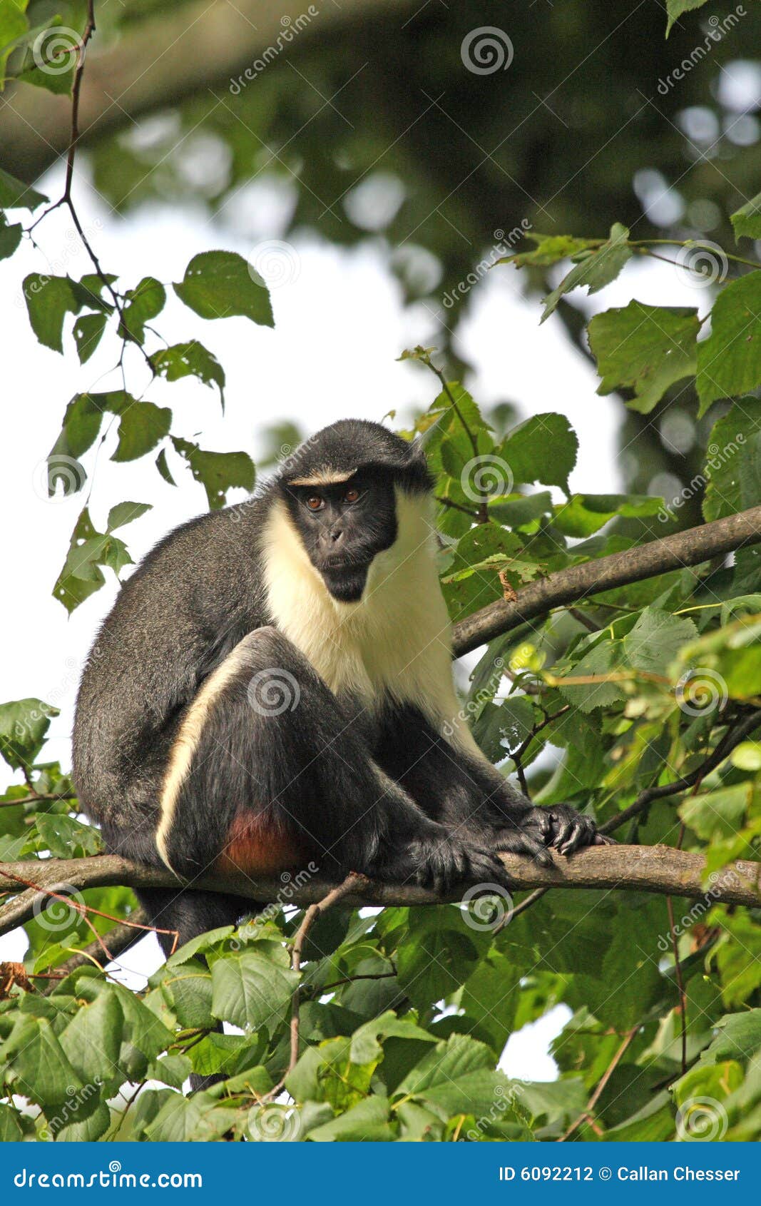 Diana Monkey stock photo. Image of roloway, young, offspring - 6092212