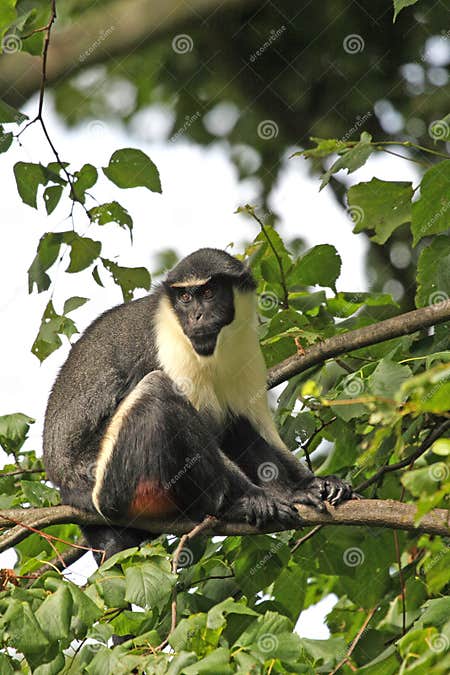 Diana Monkey stock photo. Image of roloway, young, offspring - 6092212