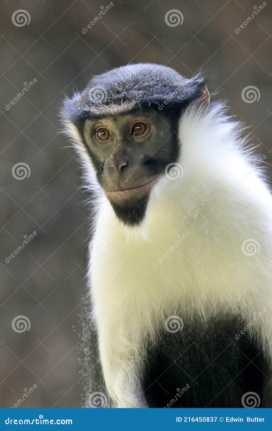 The Diana monkey stock image. Image of mammal, portrait - 216450837