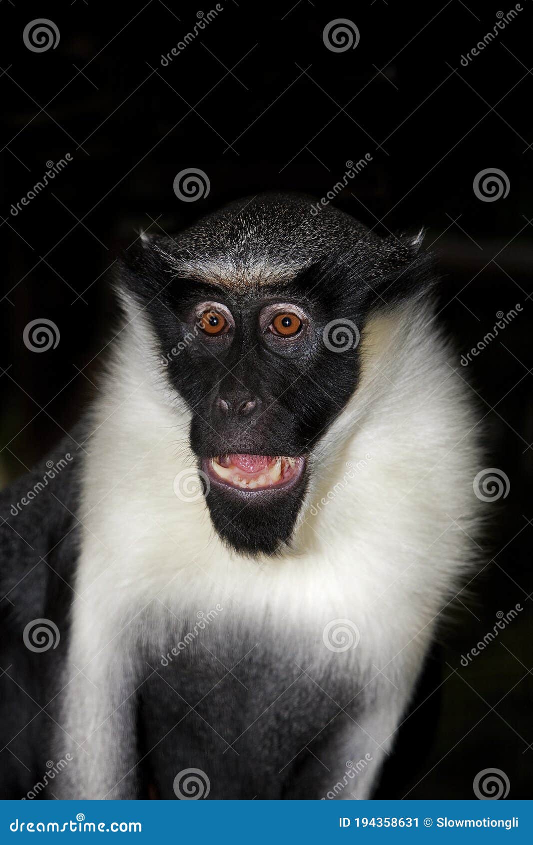 Diana Monkey Cercopithecus Diana Adulto Llorando Imagen de archivo ...