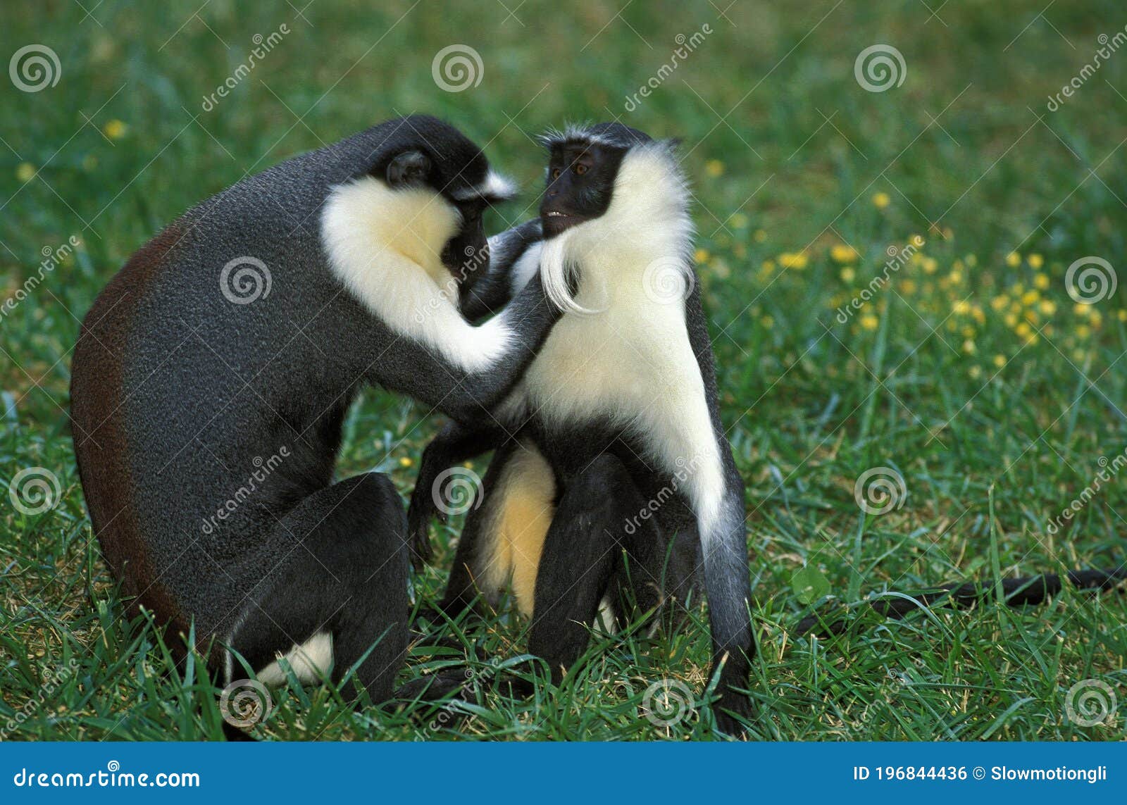 Diana Monkey, Cercopithecus Diana, Adults Grooming Stock Photo - Image ...