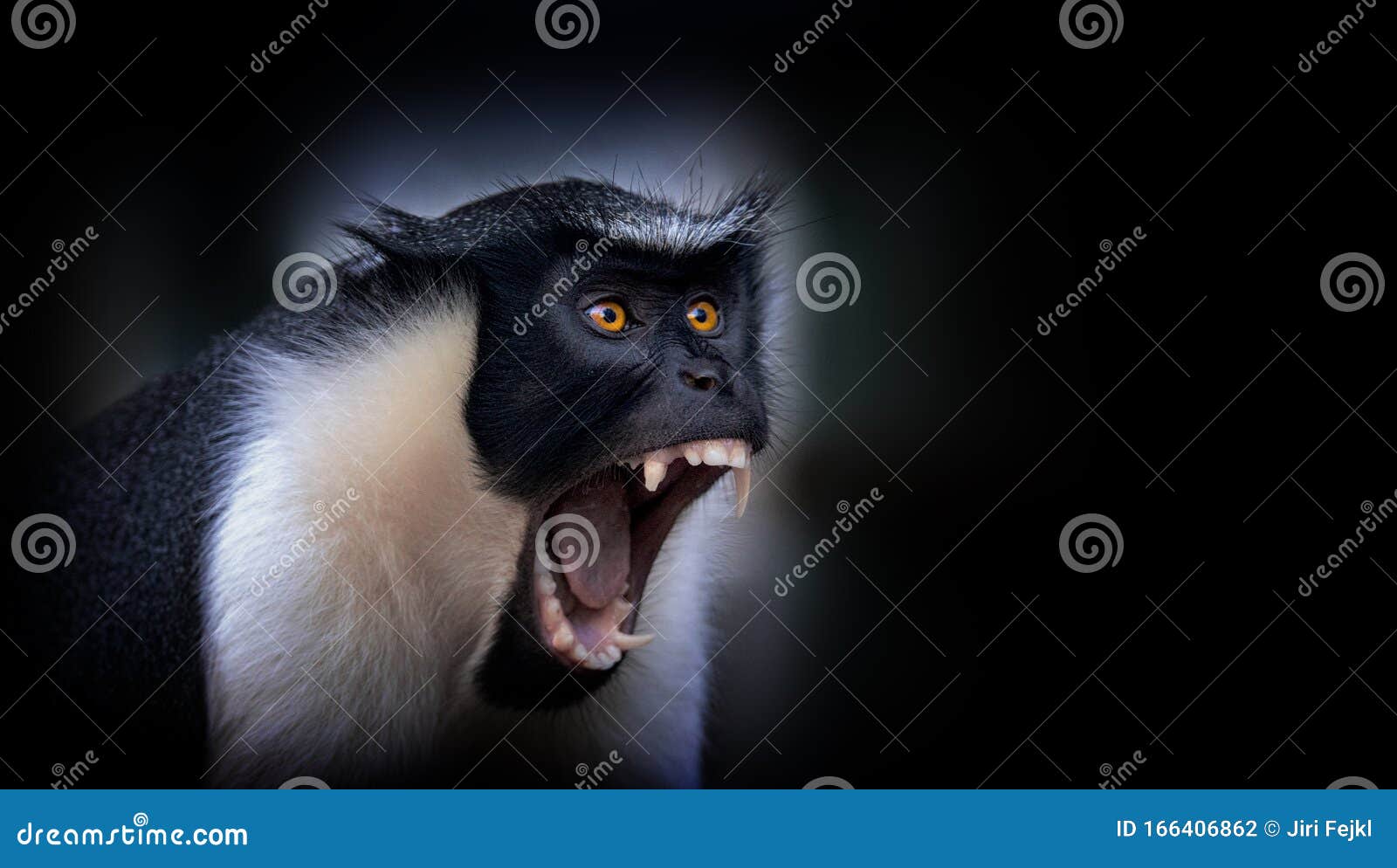 Diana Monkey, Cercopithecus Diana, a Dark Backround, Scream, Crescent ...
