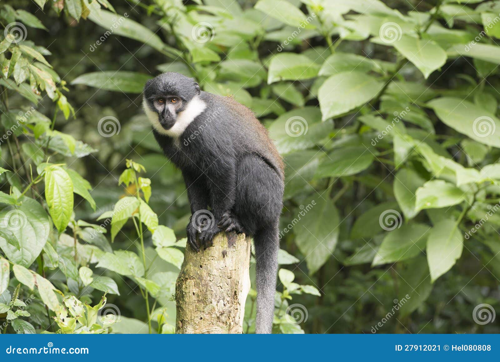 Diana Monkey - Cercopithecus Diana - Uganda, Africa Stock Image - Image ...