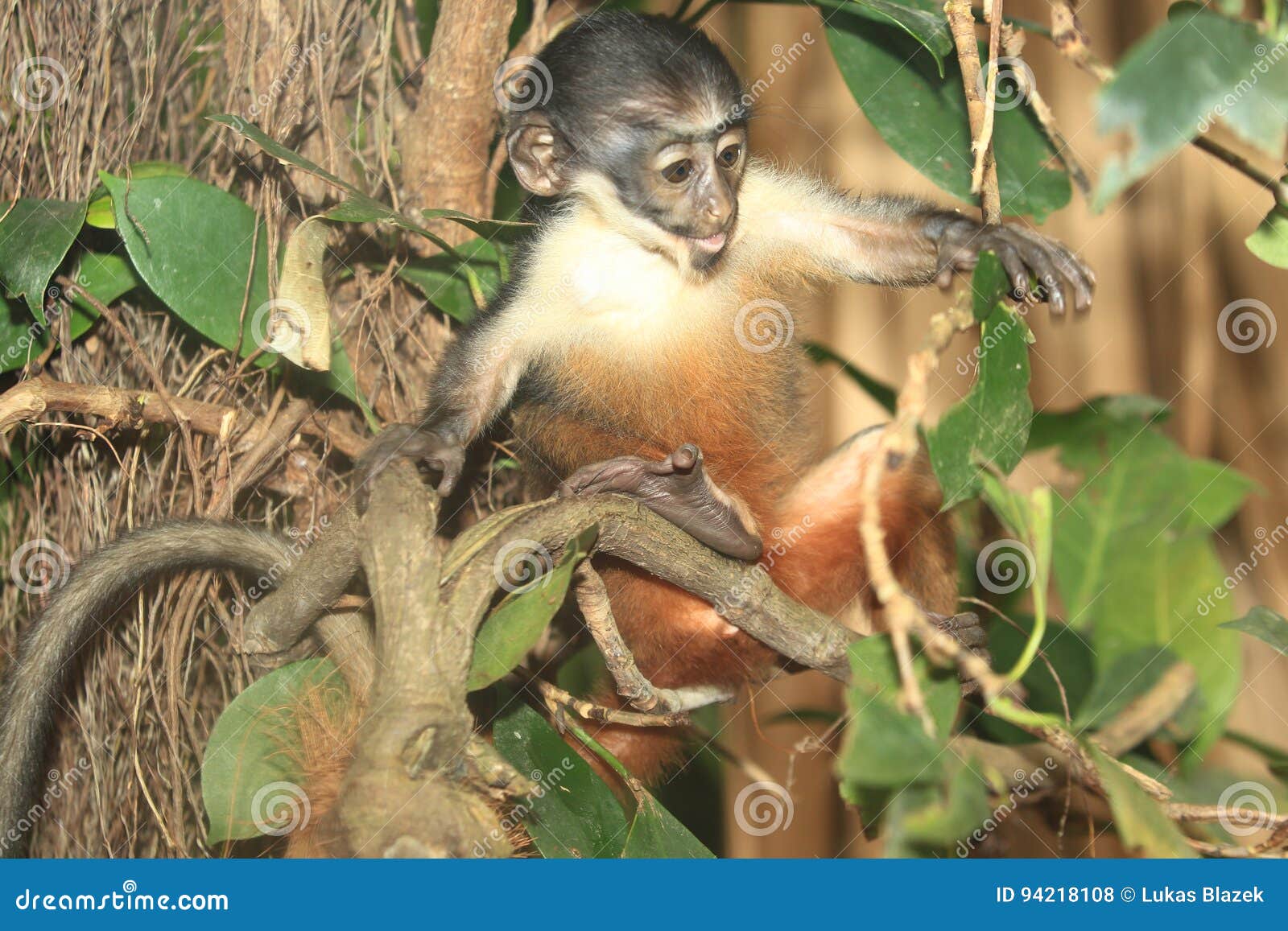 Diana Monkey (Cercopithecus Diana) Photo stock - Image du singe, monde ...