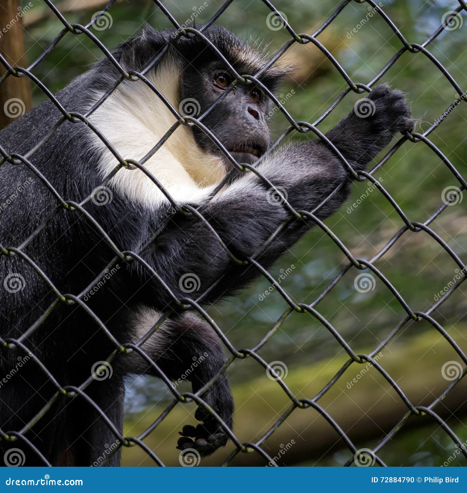 Diana Monkey (Cercopithecus Diana) Stock Photo - Image of diana, nature ...