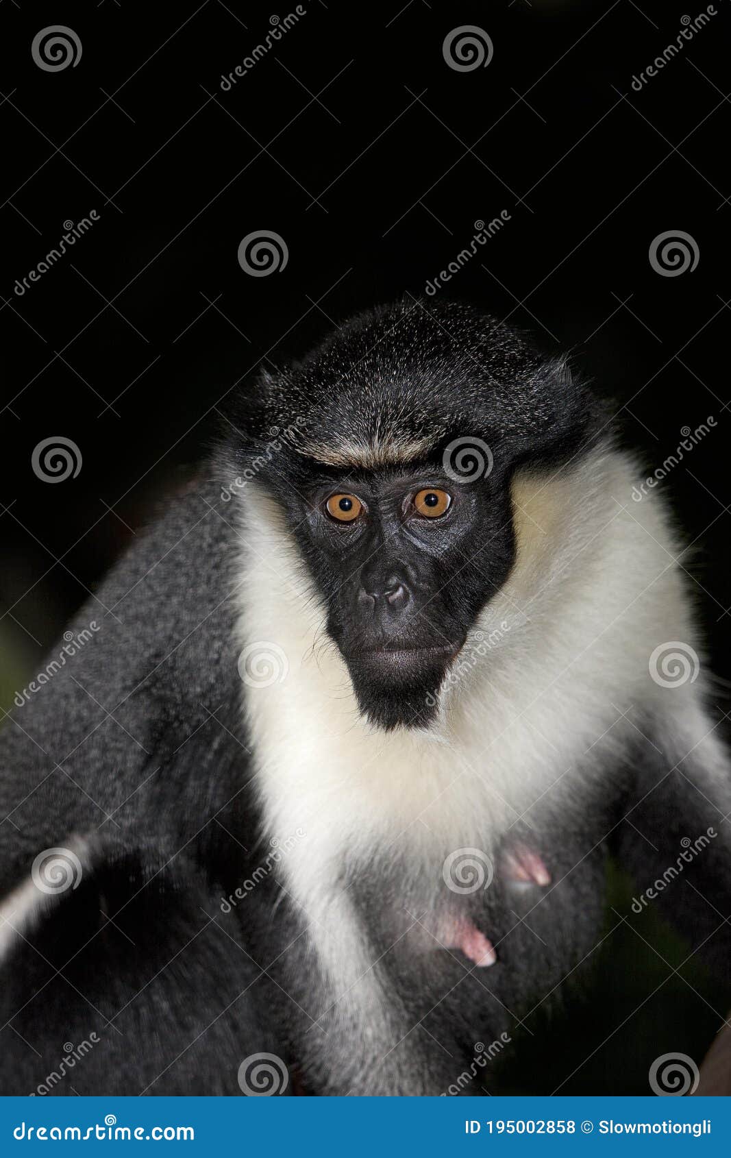 DIANA MONKEY Cercopithecus Diana, FEMALE Stock Photo - Image of three ...
