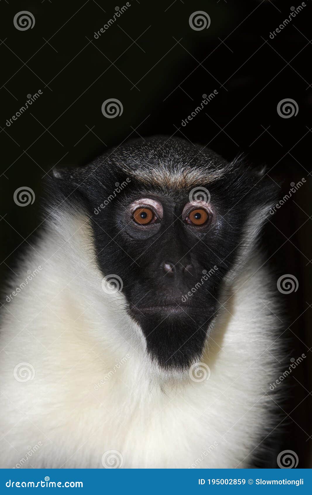 DIANA MONKEY Cercopithecus Diana, PORTRAIT of FEMALE Stock Image ...