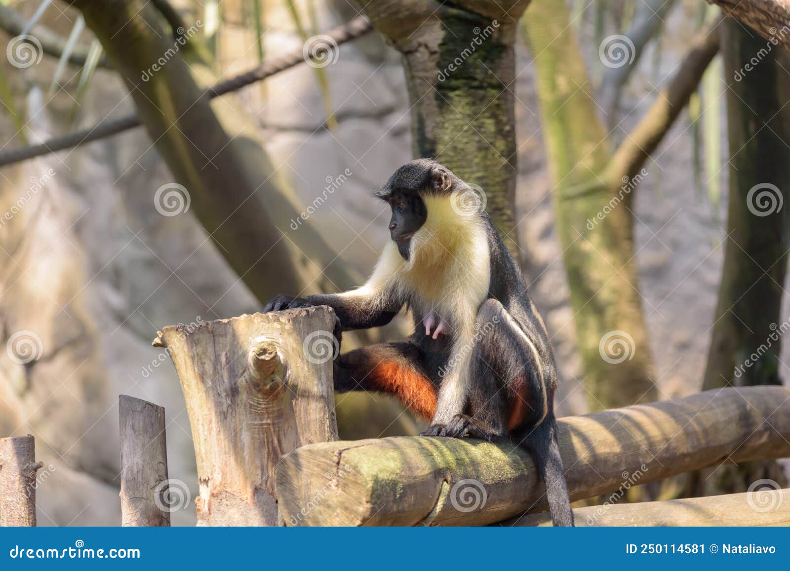 Diana Monkey, Cercopithecus Diana. Portrait Stock Image - Image of ...