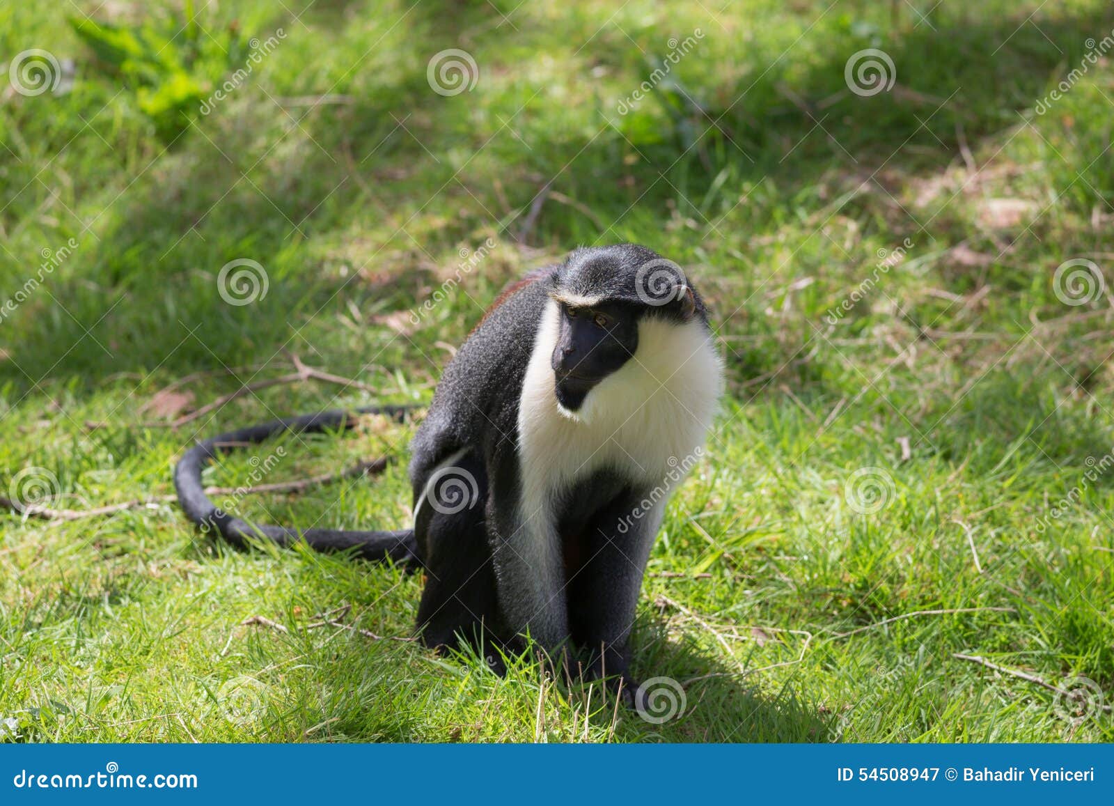 Diana Monkey stock image. Image of wildlife, animal, monkey - 54508947