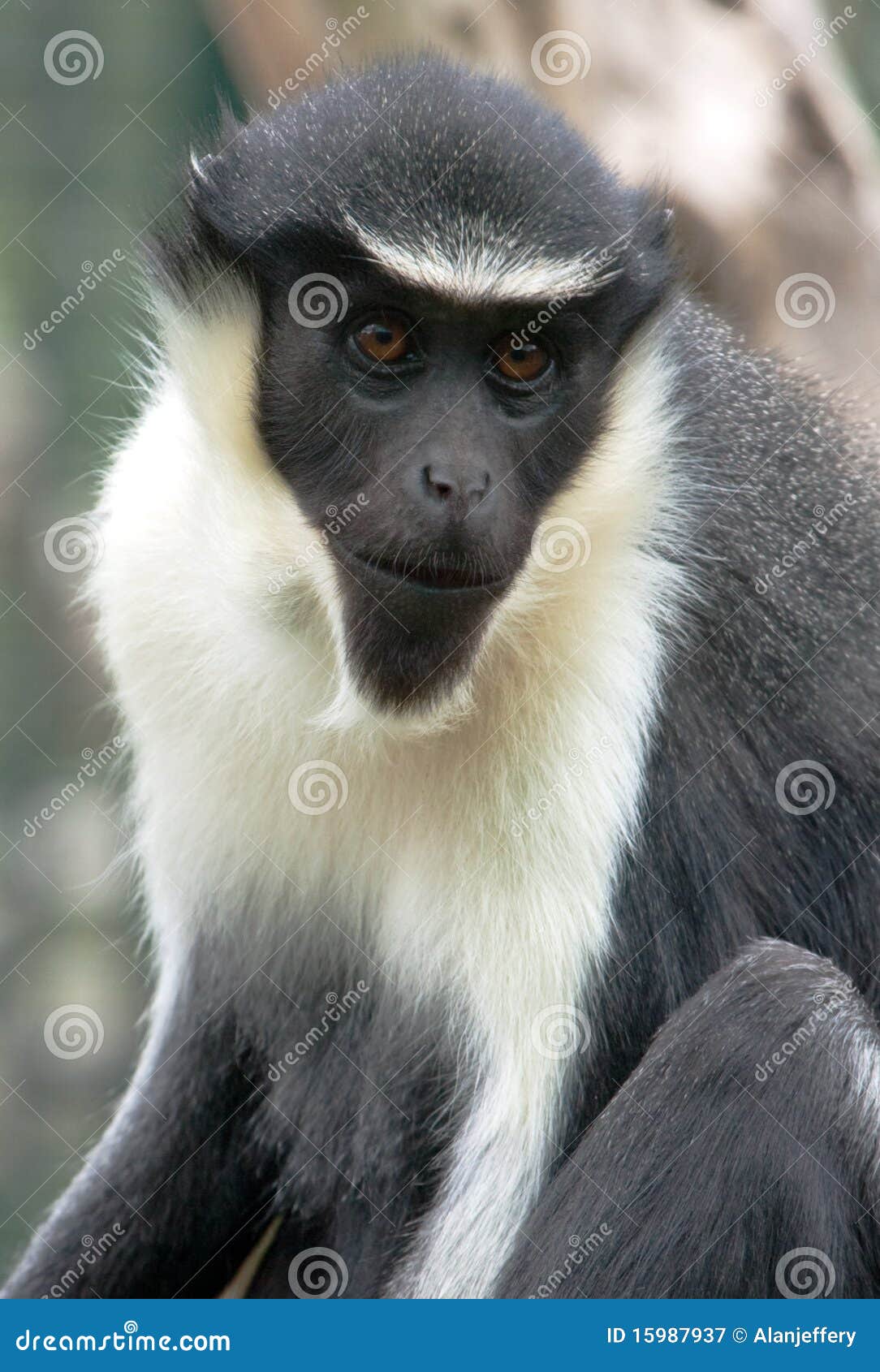 Diana Monkey portrait stock image. Image of world, primate - 15987937