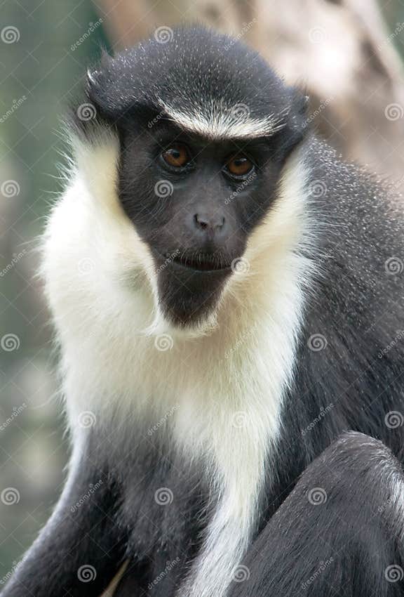 Diana Monkey portrait stock image. Image of world, primate - 15987937