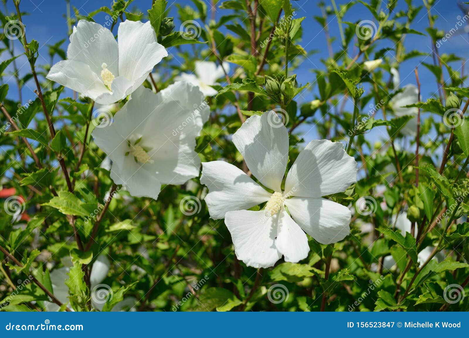 Diana Rose De Las Flores Blancas De Sharon Hibiscus Syriacus Imagen de ... Diana Rose De Las Flores Blancas De Sharon Hibiscus Syriacus Imagen de ...