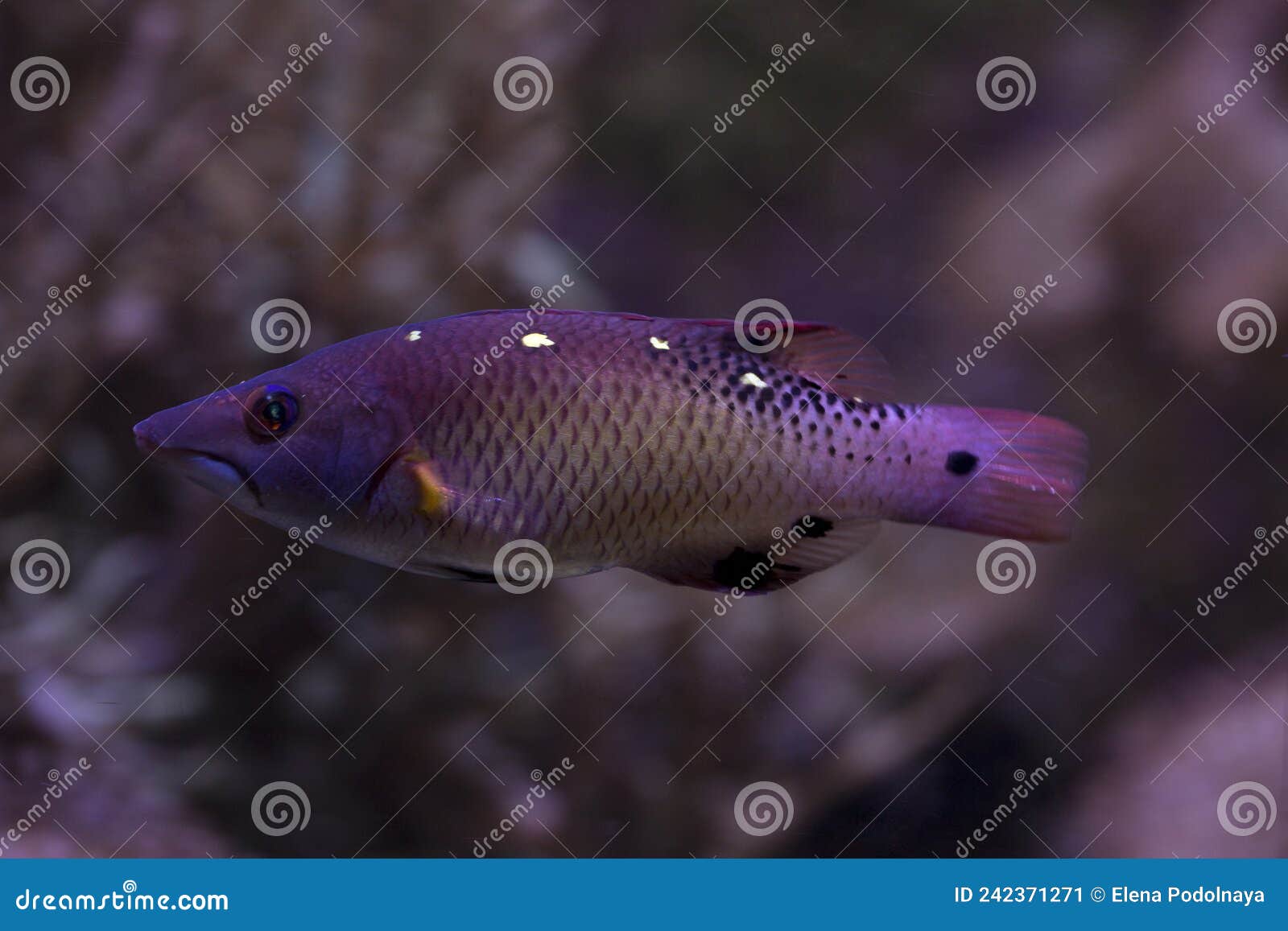 The Diana`s Hogfish Bodianus Diana. Stock Image - Image of tropical ...