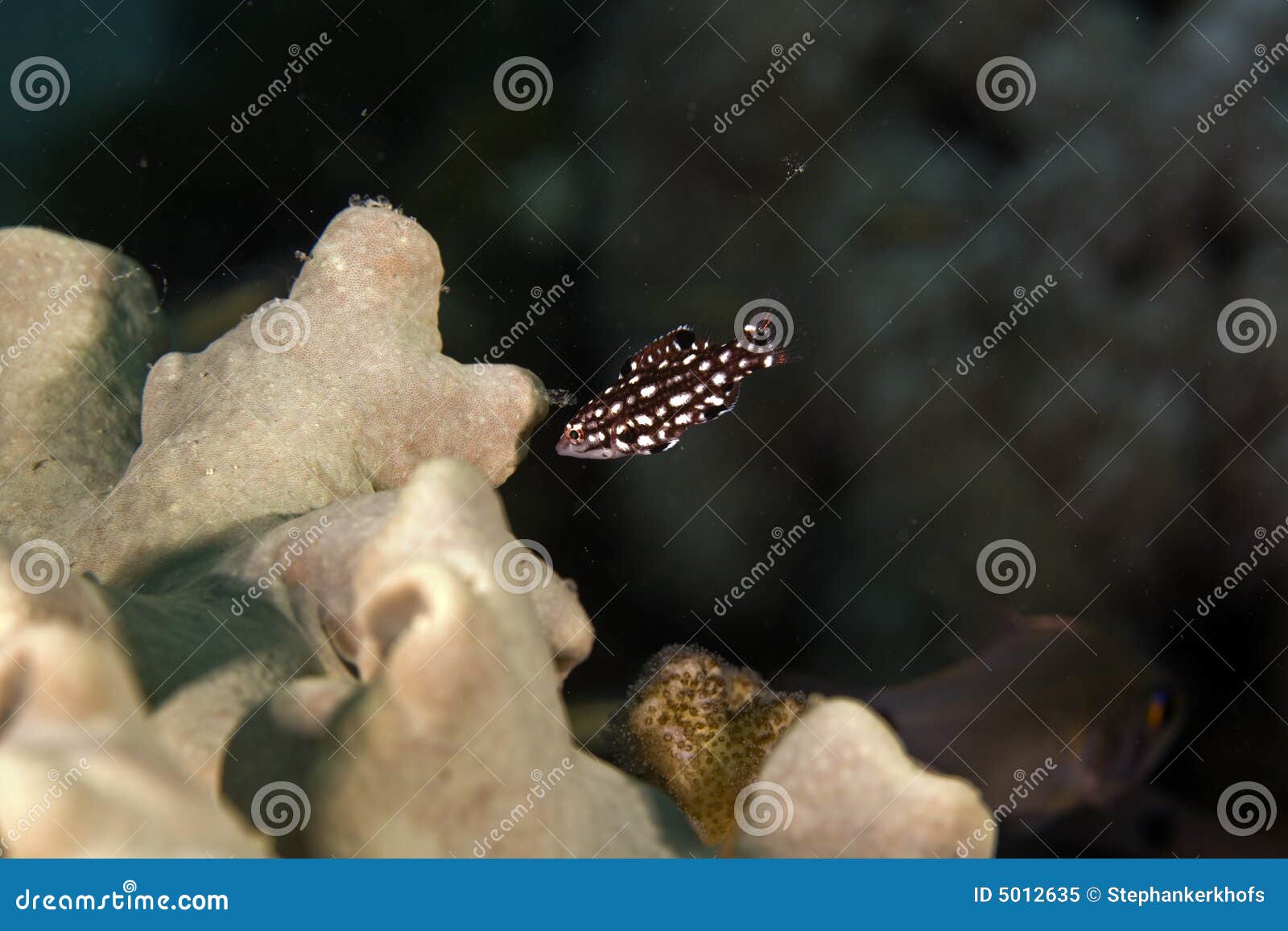Diana S Hogfish (bodianus Diana) Stock Image - Image of damselfish ...